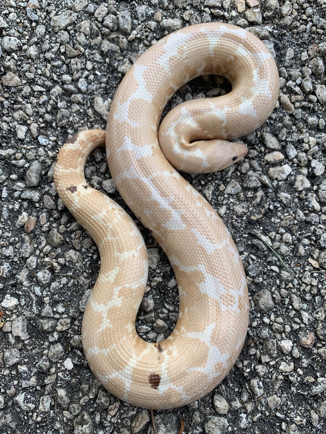 Paradox Snow Kenyan Sand Boa by Snakes at Sunset - MorphMarket