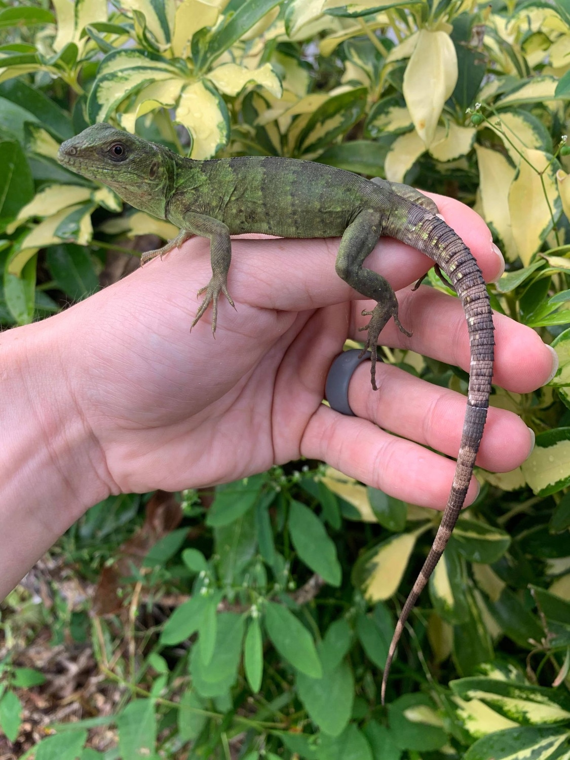 Banana Pectinata Other Iguana by Snakes at Sunset - MorphMarket