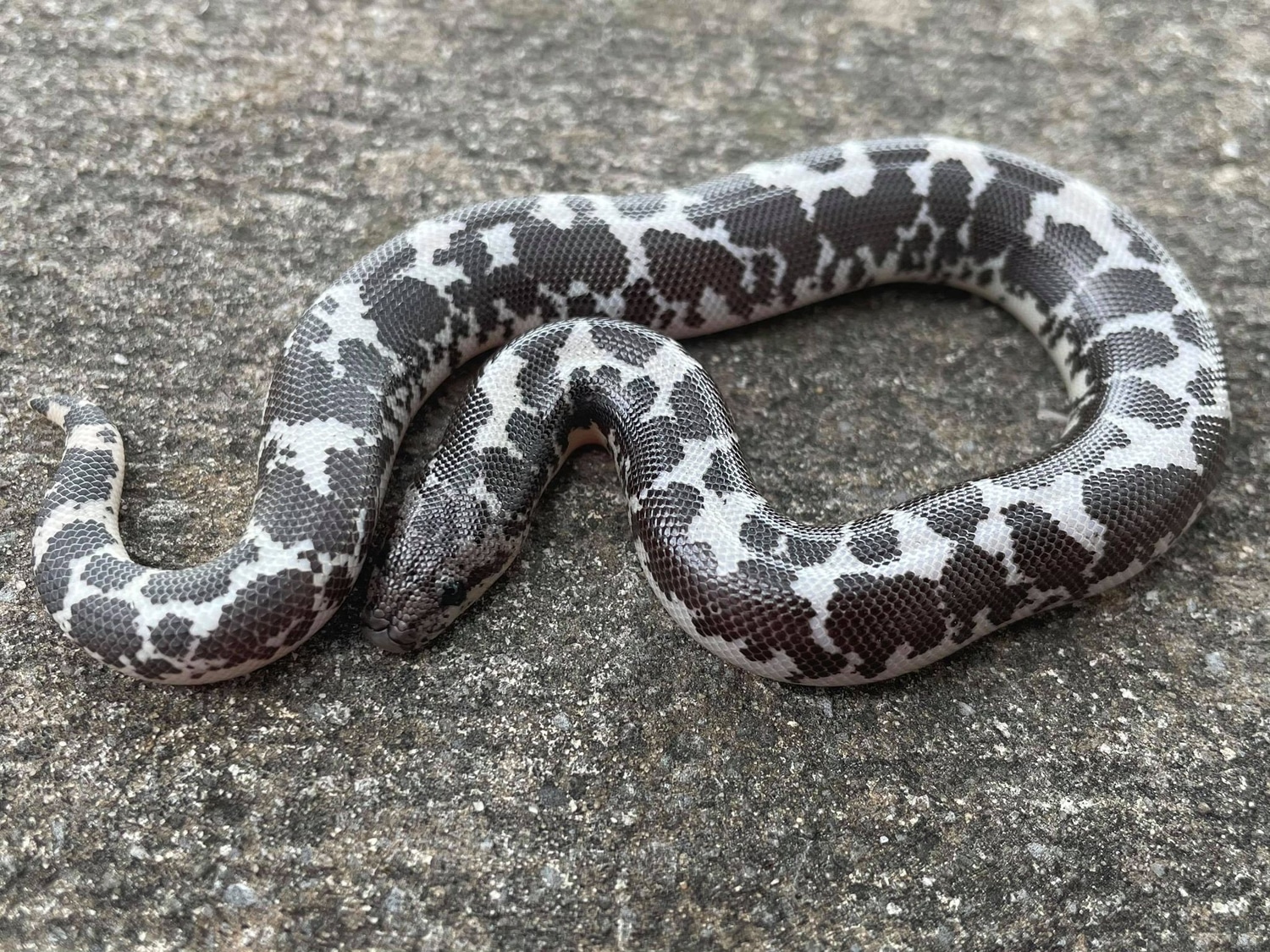 Anery Sand Boa Kenyan Sand Boa by Snakes at Sunset - MorphMarket