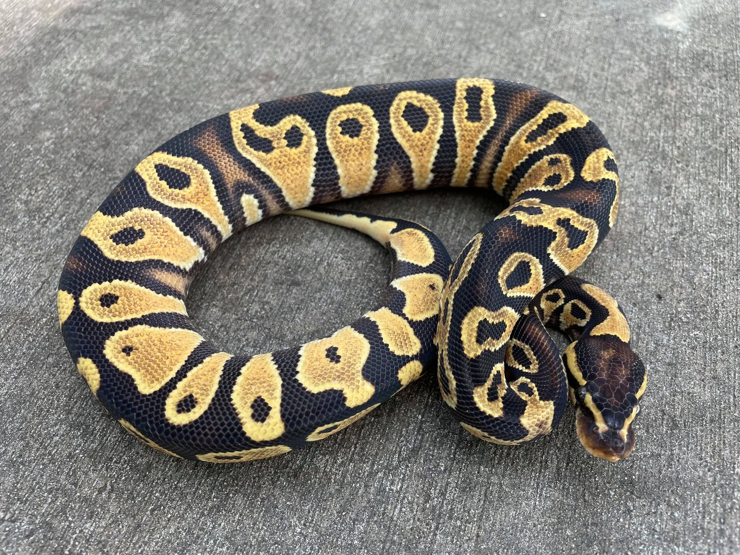 Orange Dream Yellowbelly Ball Python by Snakes at Sunset - MorphMarket