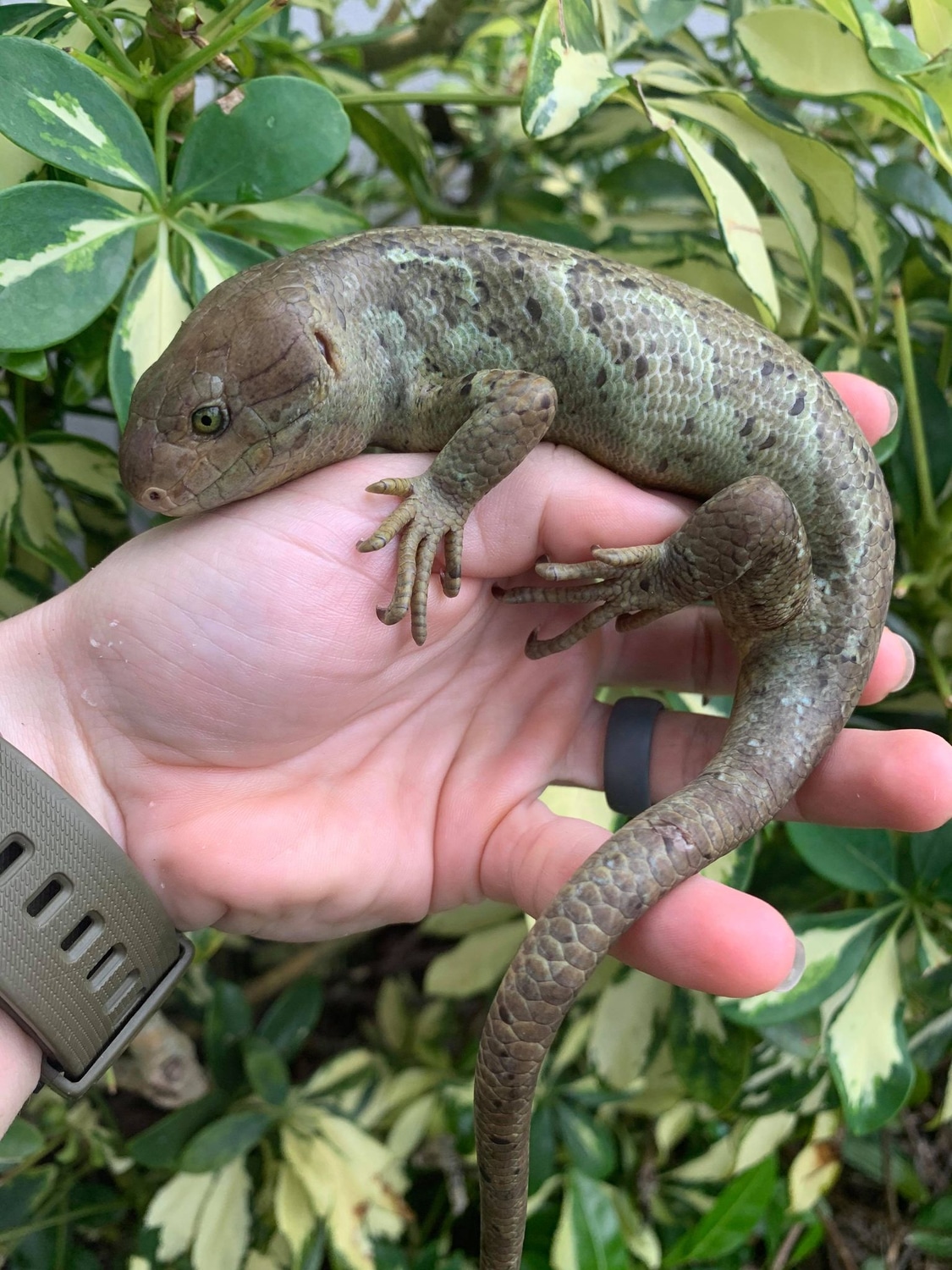 Monkey Tail Skink Monkey-tailed Skink by Snakes at Sunset - MorphMarket