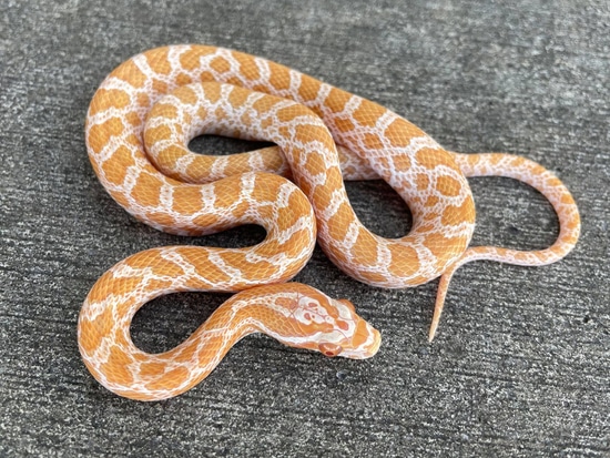 Albino Emory Other Rat Snake by Snakes at Sunset