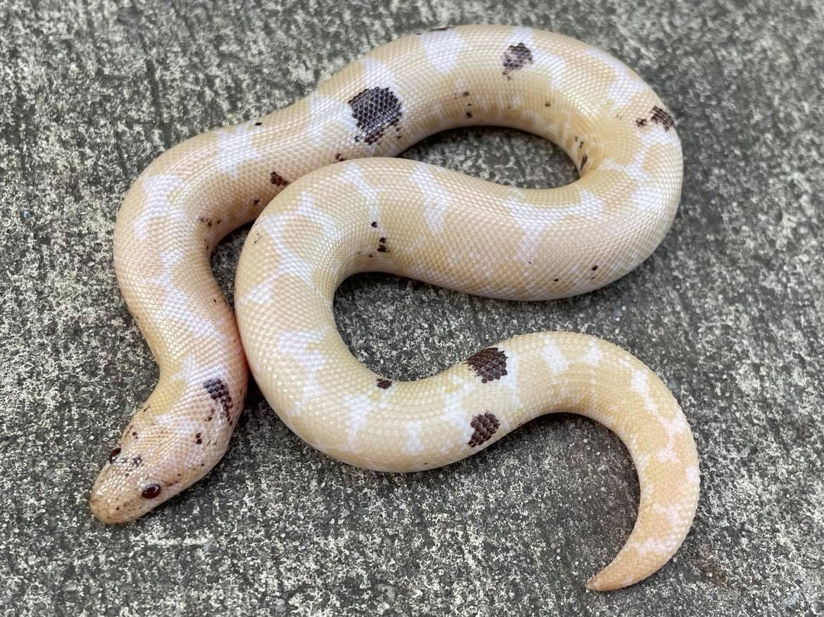 Paradox Snow Kenyan Sand Boa by Snakes at Sunset - MorphMarket