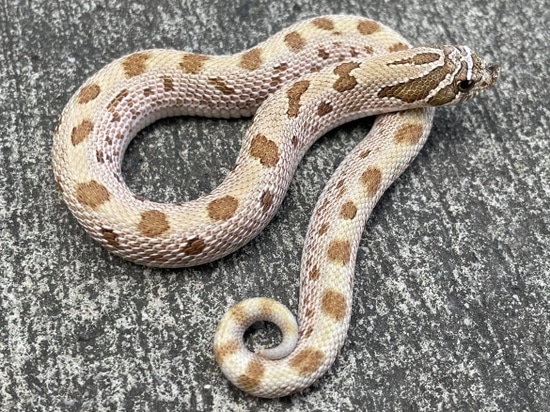 Conda PH Hypo / Albino Western Hognose by Snakes at Sunset