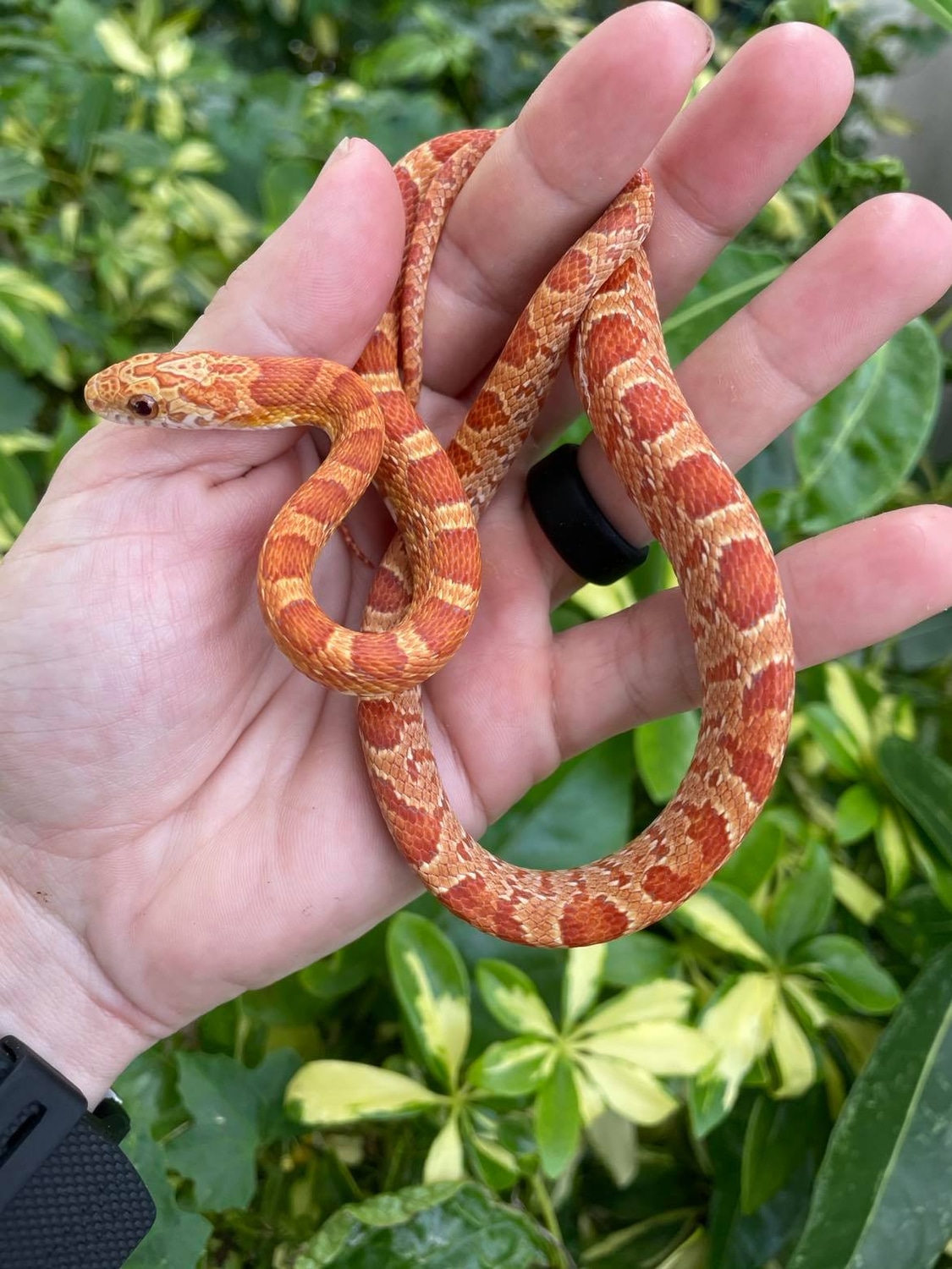 Sunkissed Corn Snake by Snakes at Sunset - MorphMarket