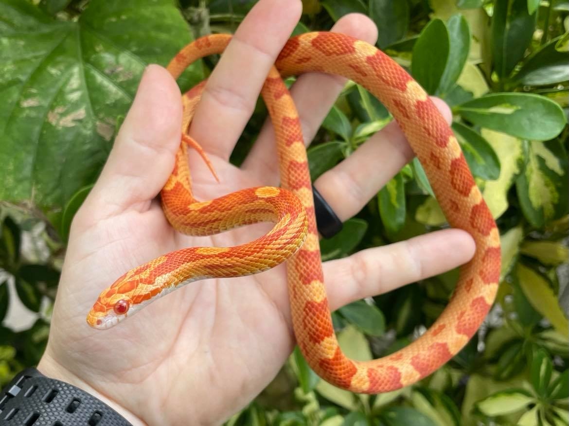 Albino Motley Corn Snake by Snakes at Sunset - MorphMarket