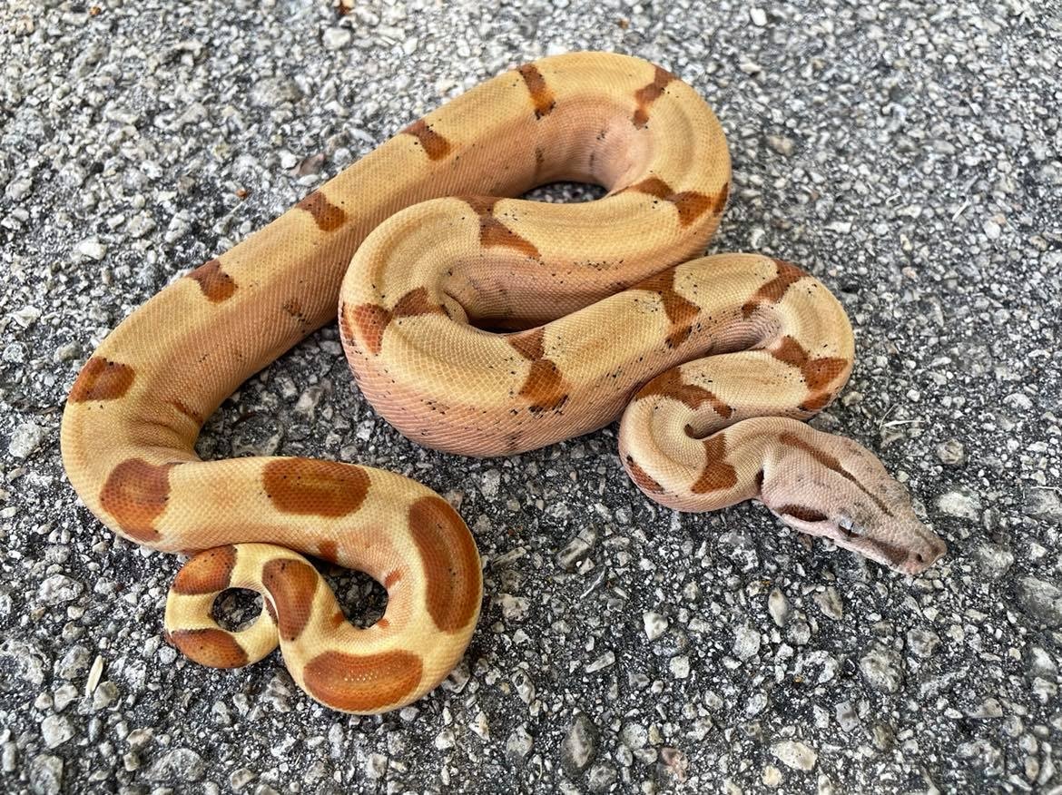 Super Salmon Boa Constrictor by Snakes at Sunset - MorphMarket