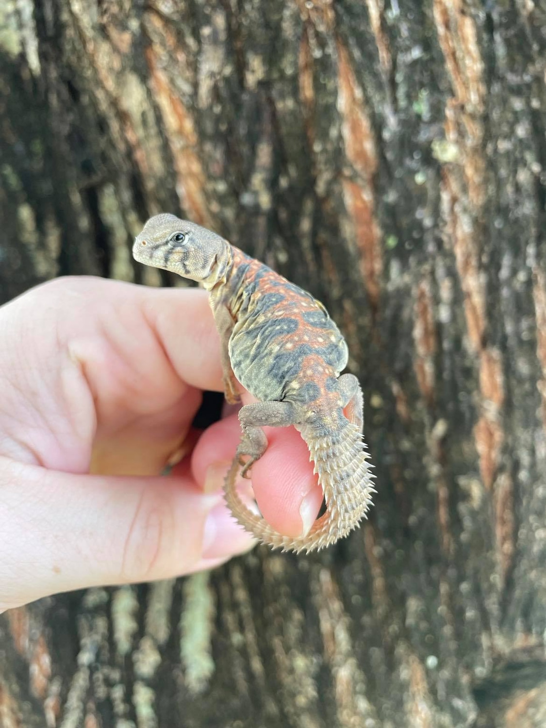 Ocellated Spiny-tailed Lizard by Snakes at Sunset - MorphMarket