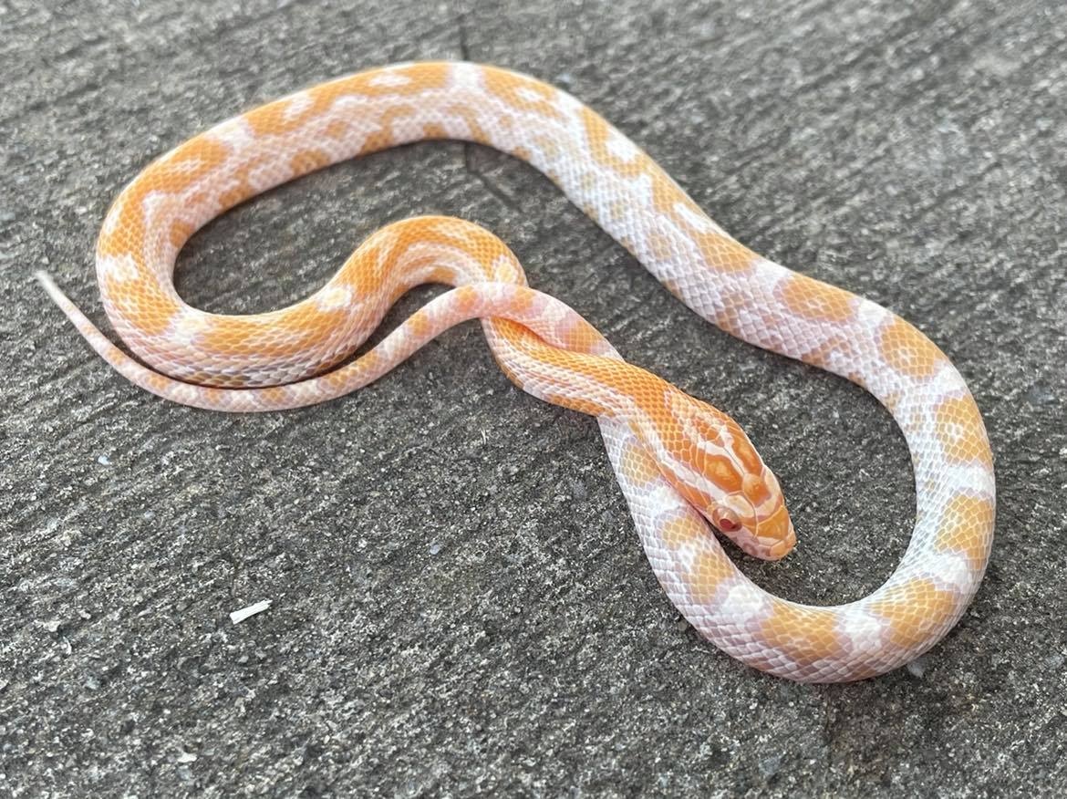 Mandarin Corn Snake by Snakes at Sunset - MorphMarket