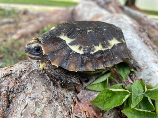 Hingeback Tortoises Home's Hinge-Back Tortoise by Snakes at Sunset