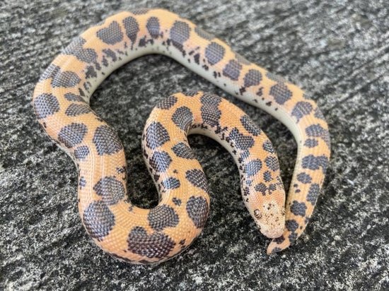 Cal Flame Sand Boa Kenyan Sand Boa by Snakes at Sunset