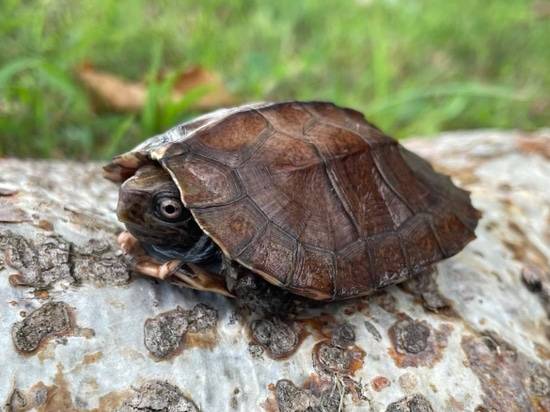 Keeled Box Turtle (Cuora Mouhotii) #2 by Snakes at Sunset