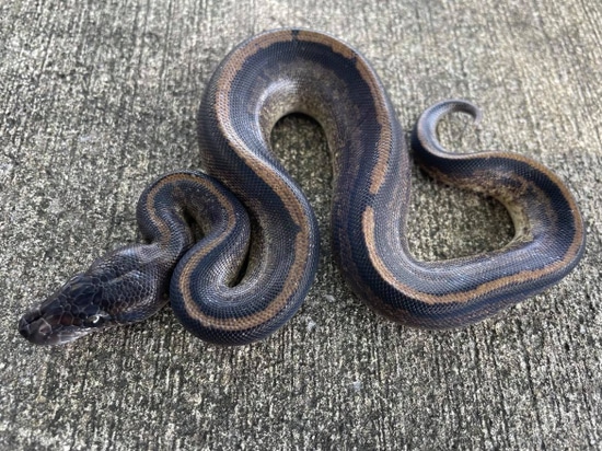 Suma Ball Python by Snakes at Sunset