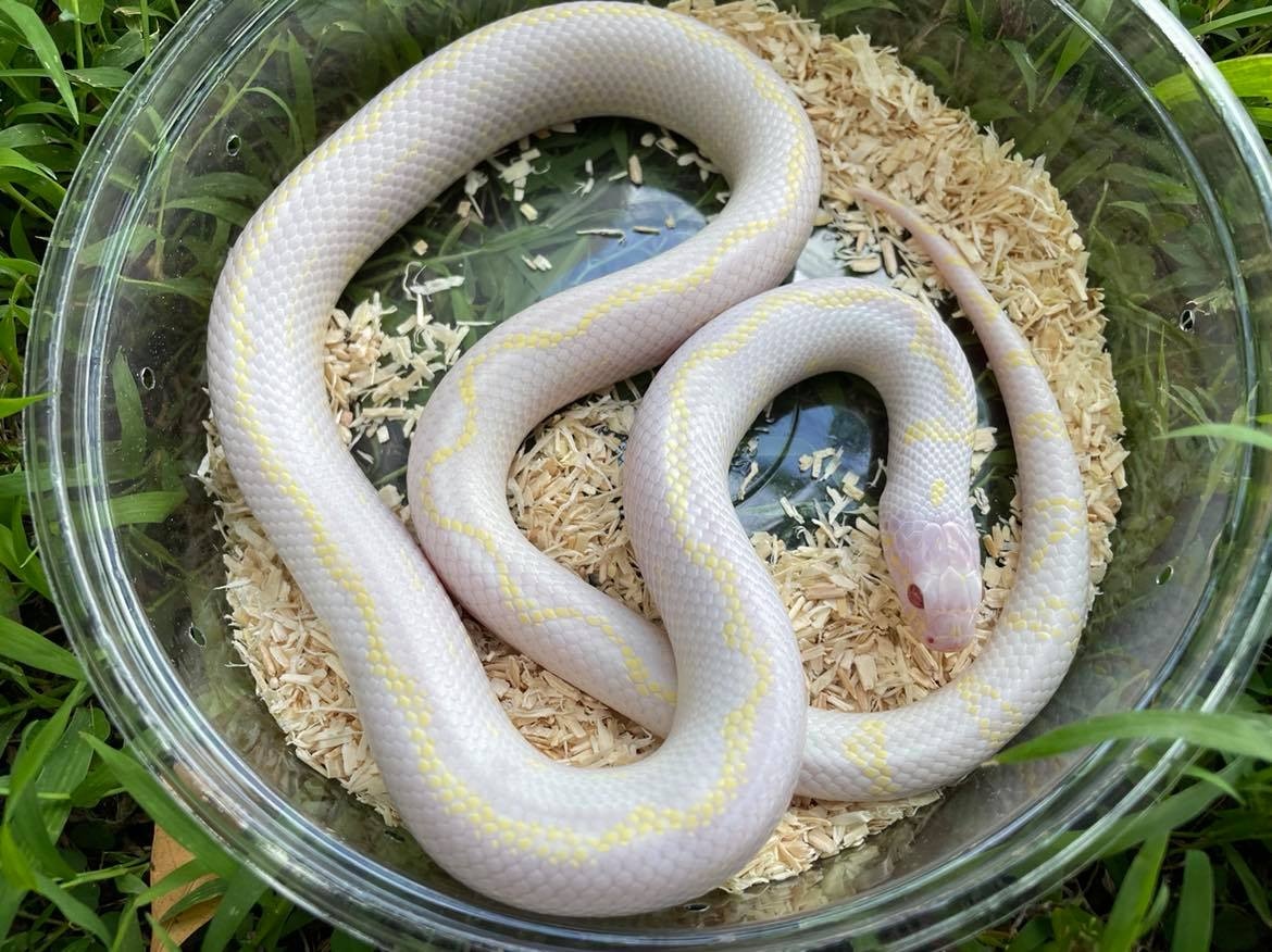 Albino Striped California Kingsnake by Snakes at Sunset - MorphMarket