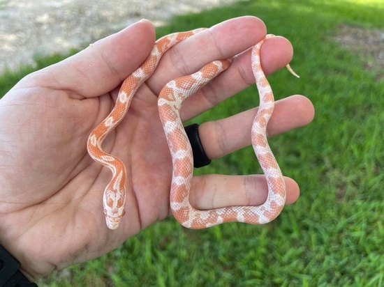 Cotton Candy Corn Snake by Snakes at Sunset