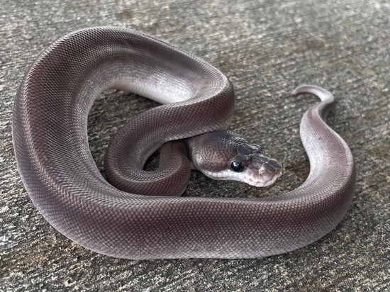 Super Cinnamon Ball Python by Snakes at Sunset