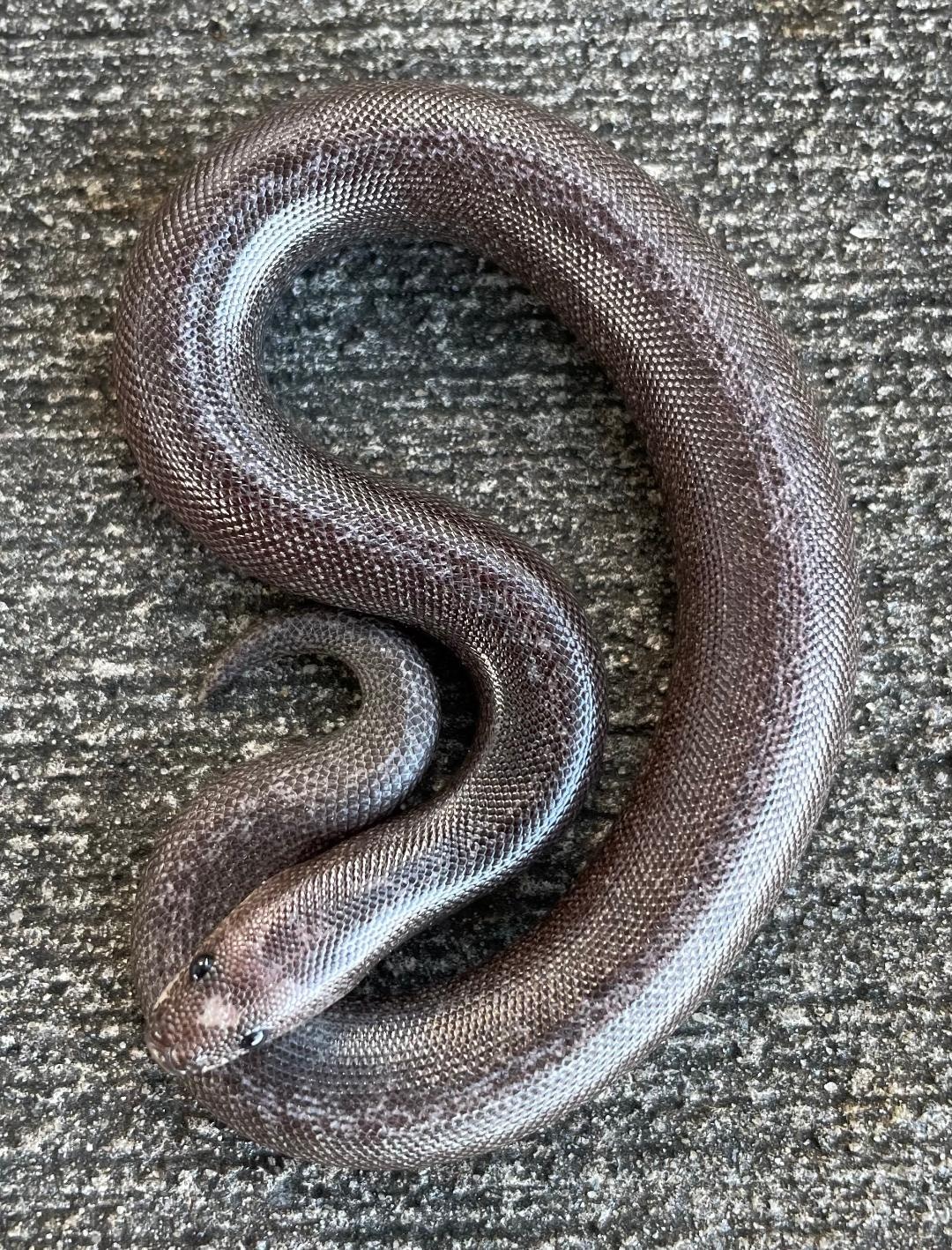 Dark Anery Stripe Kenyan Sand Boa by Snakes at Sunset - MorphMarket