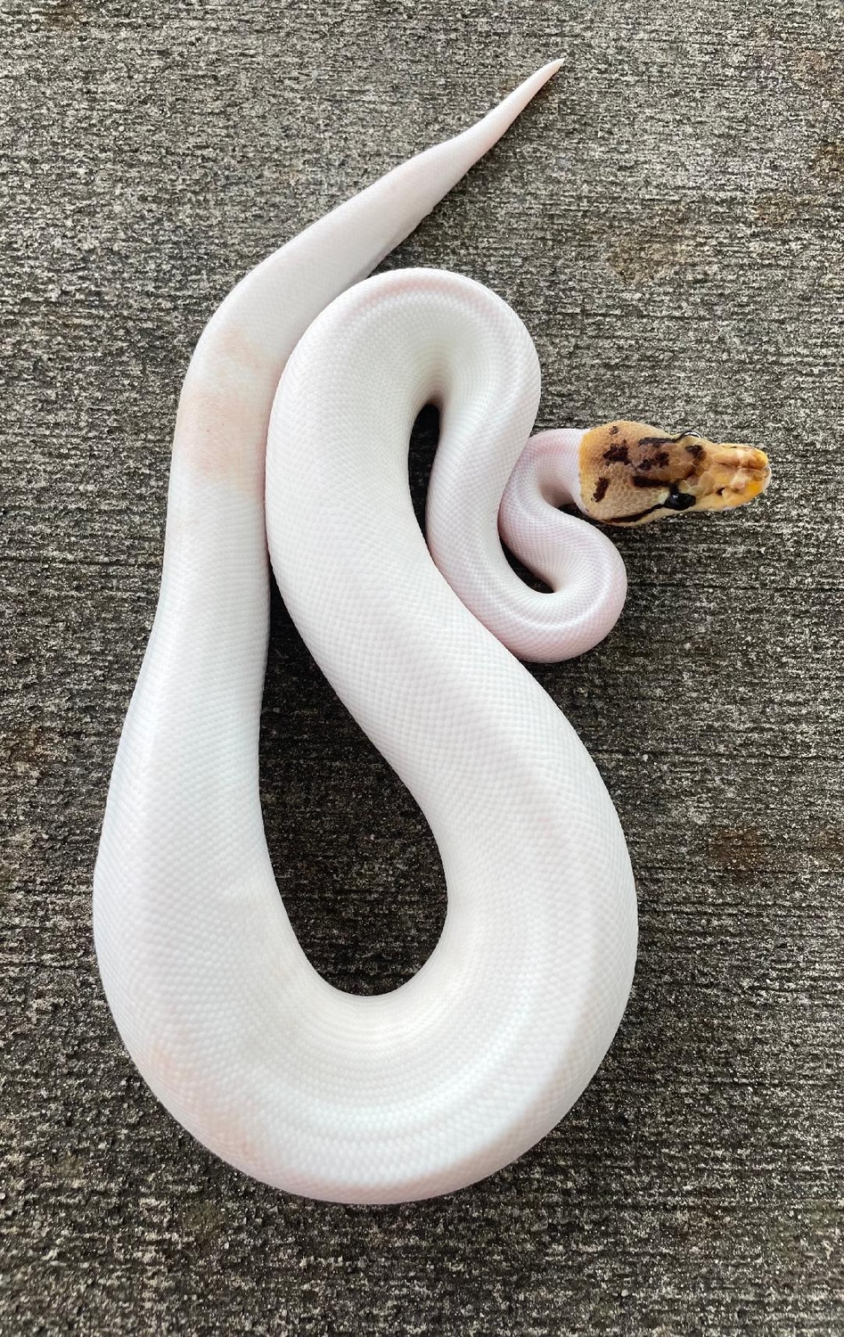 High White Spider Pied Ball Python by Snakes at Sunset - MorphMarket