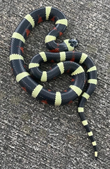 Oreo Pueblan Milk Snake by Snakes at Sunset