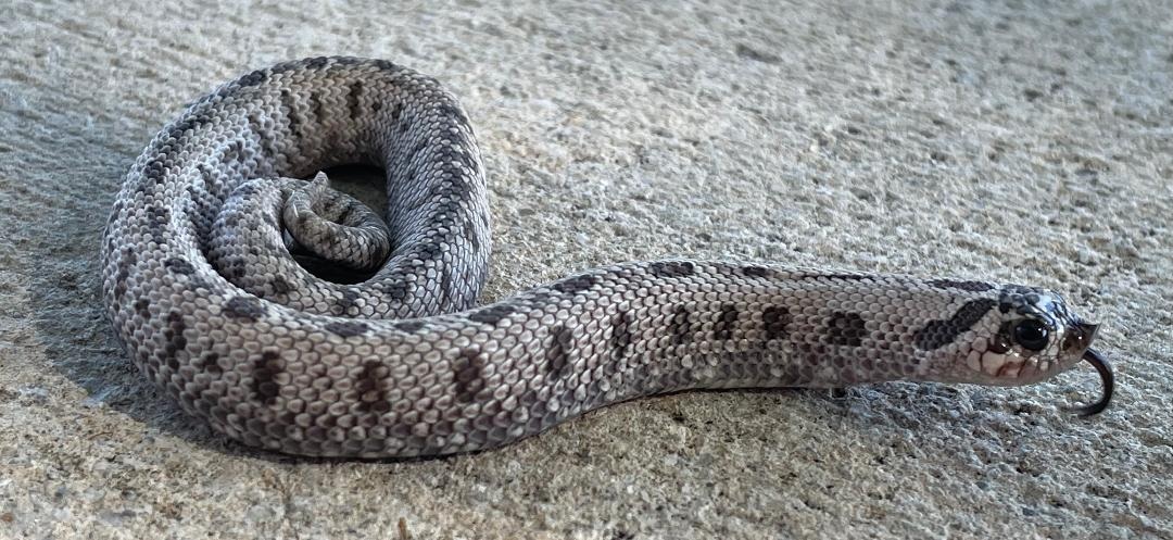 Super Arctic Conda Western Hognose by Snakes at Sunset - MorphMarket