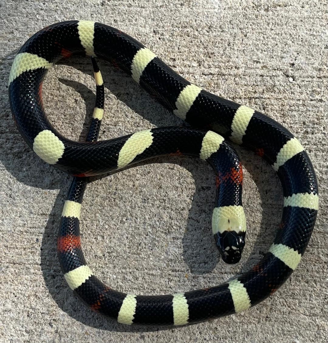 Oreo Pueblan Milk Snake by Snakes at Sunset - MorphMarket