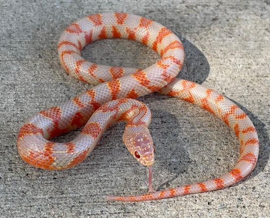 Albino Goini Apalachicola Kingsnake by Snakes at Sunset