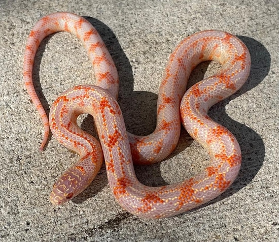 Albino Goini Apalachicola Kingsnake by Snakes at Sunset