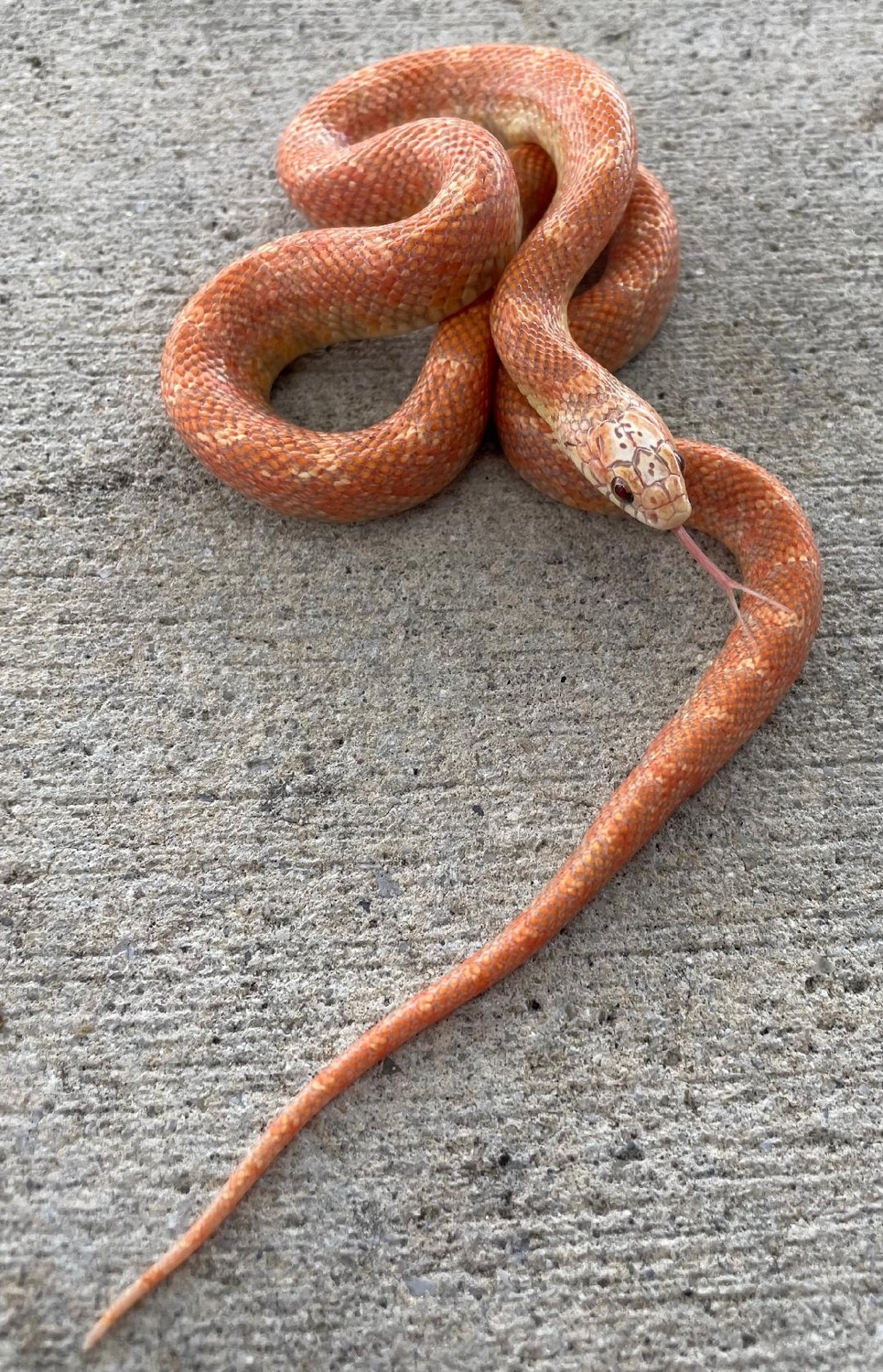 Lavender Brooks X Goini Apalachicola Kingsnake by Snakes at Sunset ...