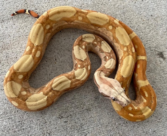 Paraglow Boa Constrictor by Snakes at Sunset