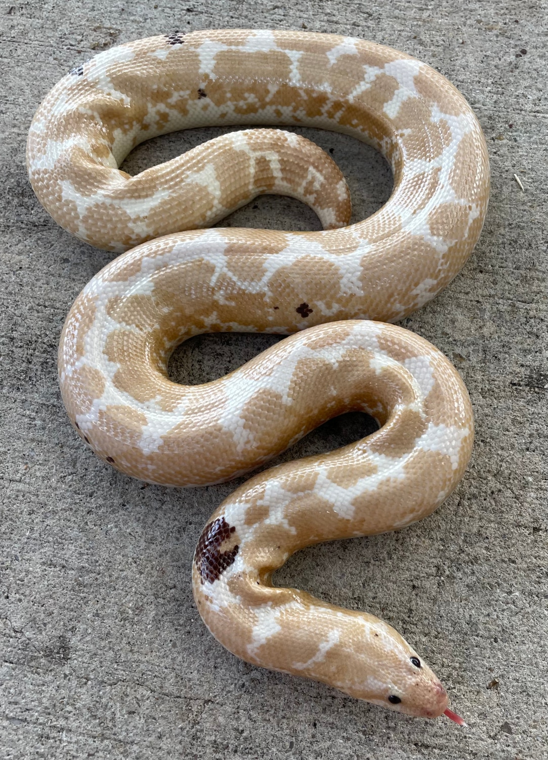 BREEDING SIZE Snow Paradox Kenyan Sand Boa by Snakes at Sunset ...