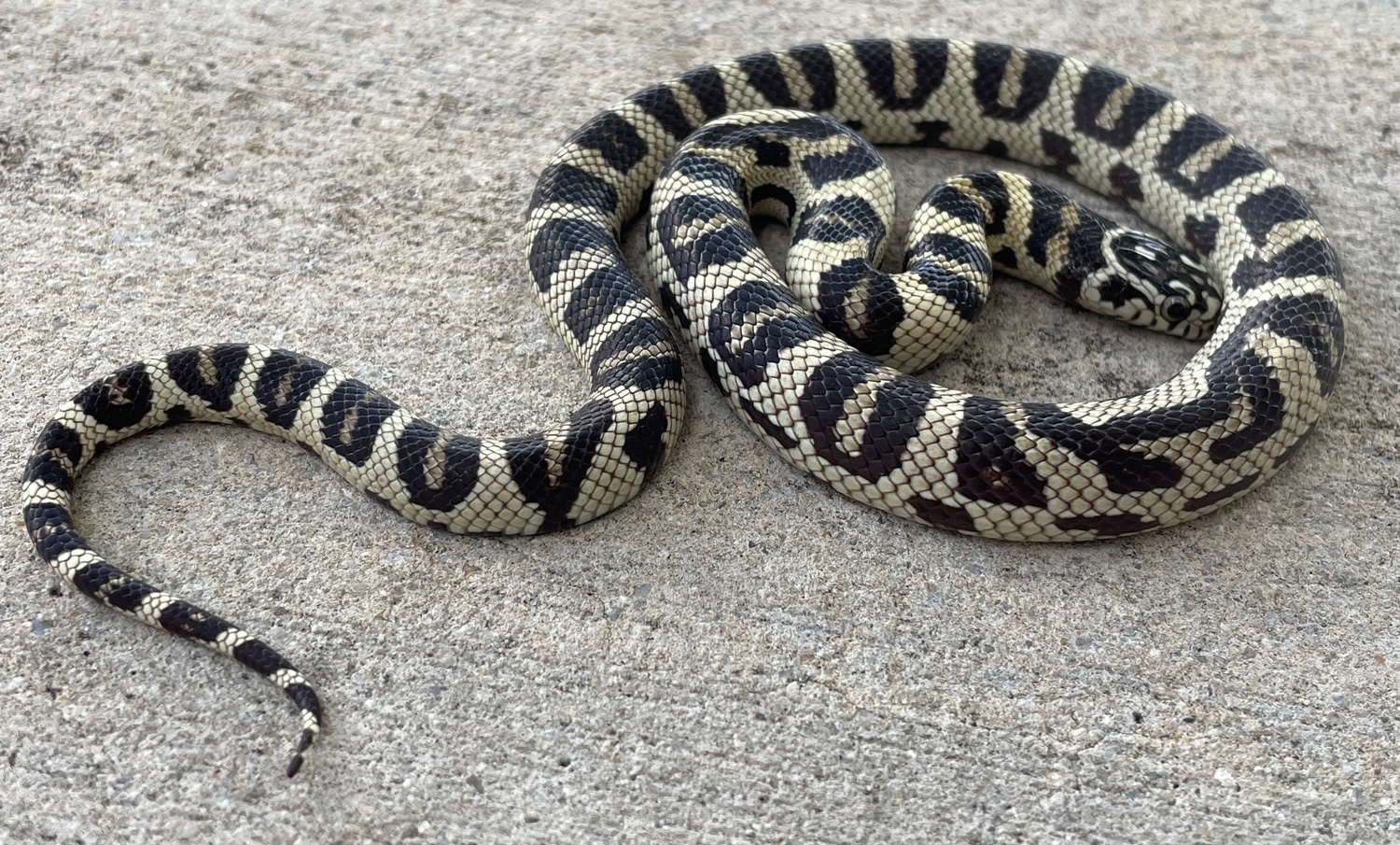 Jurassic Hybrid Corn Snake by Snakes at Sunset - MorphMarket