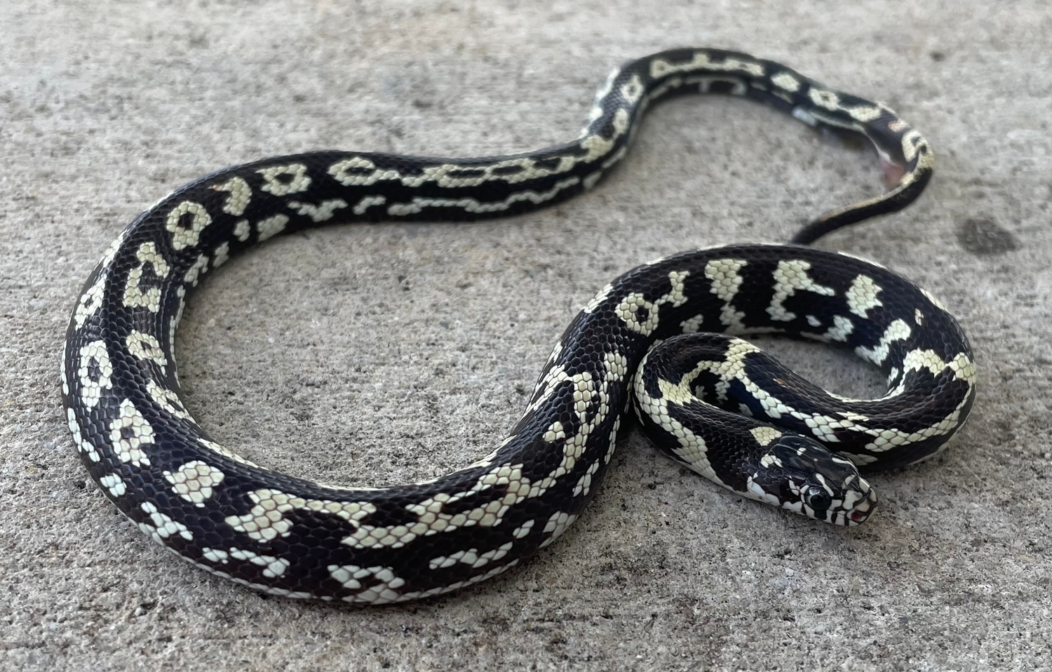 Jurassic Hybrid Corn Snake by Snakes at Sunset - MorphMarket
