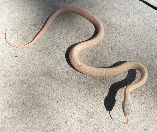 Calico Cow Sucker Black Rat Snake Eastern Rat Snake by Snakes at Sunset