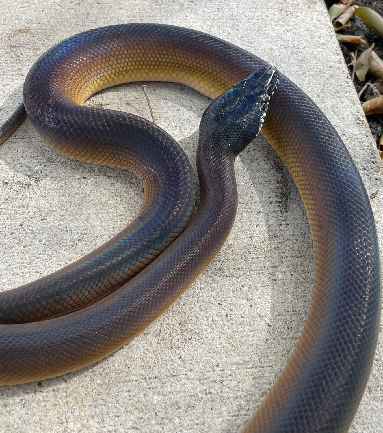 Northern White-lipped Python by Snakes at Sunset - MorphMarket
