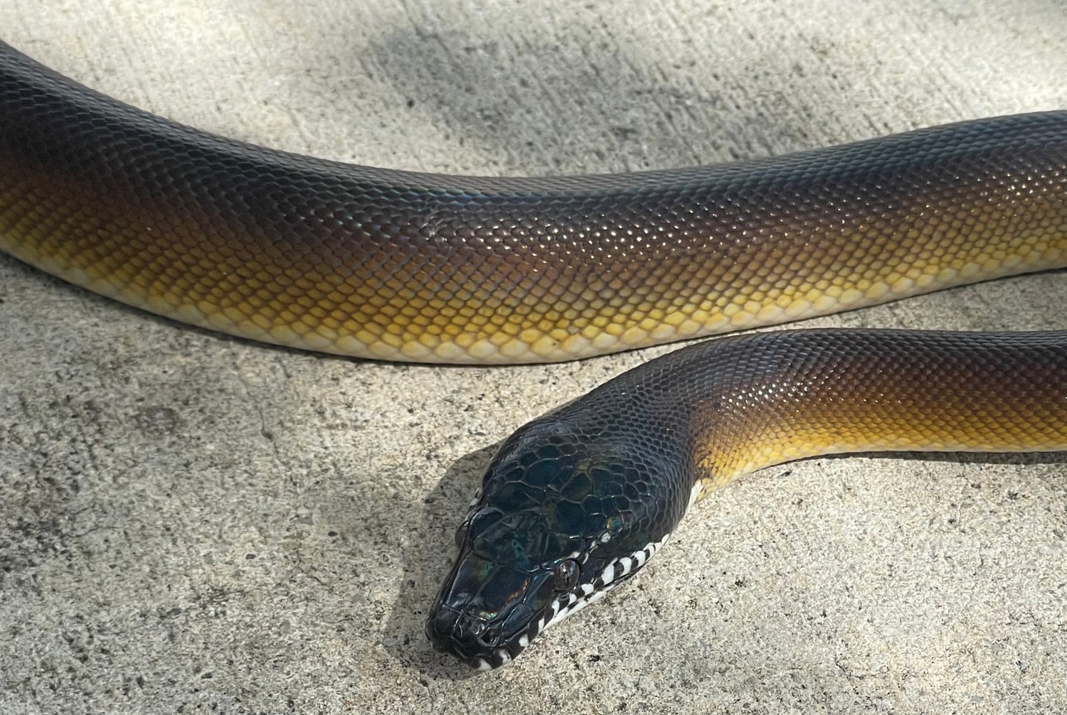 Northern White-lipped Python by Snakes at Sunset - MorphMarket