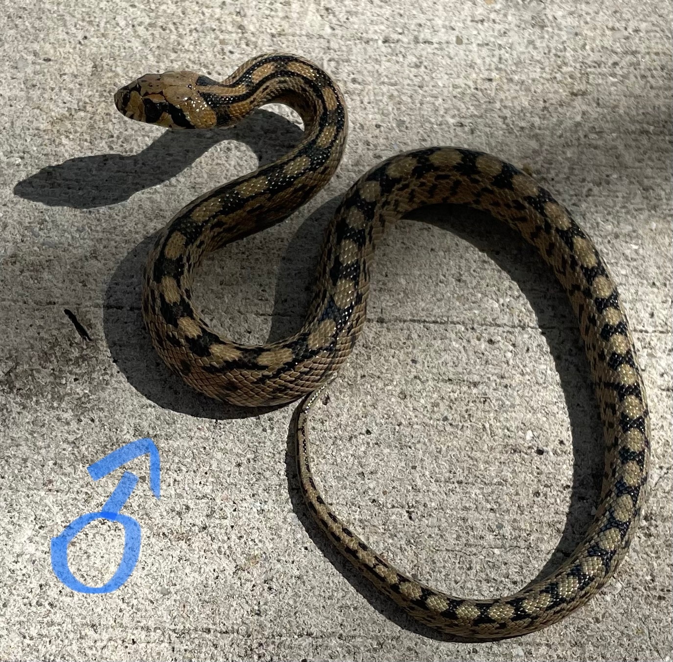 Pair Of European Ladder Snake Other Colubrid by Snakes at Sunset ...