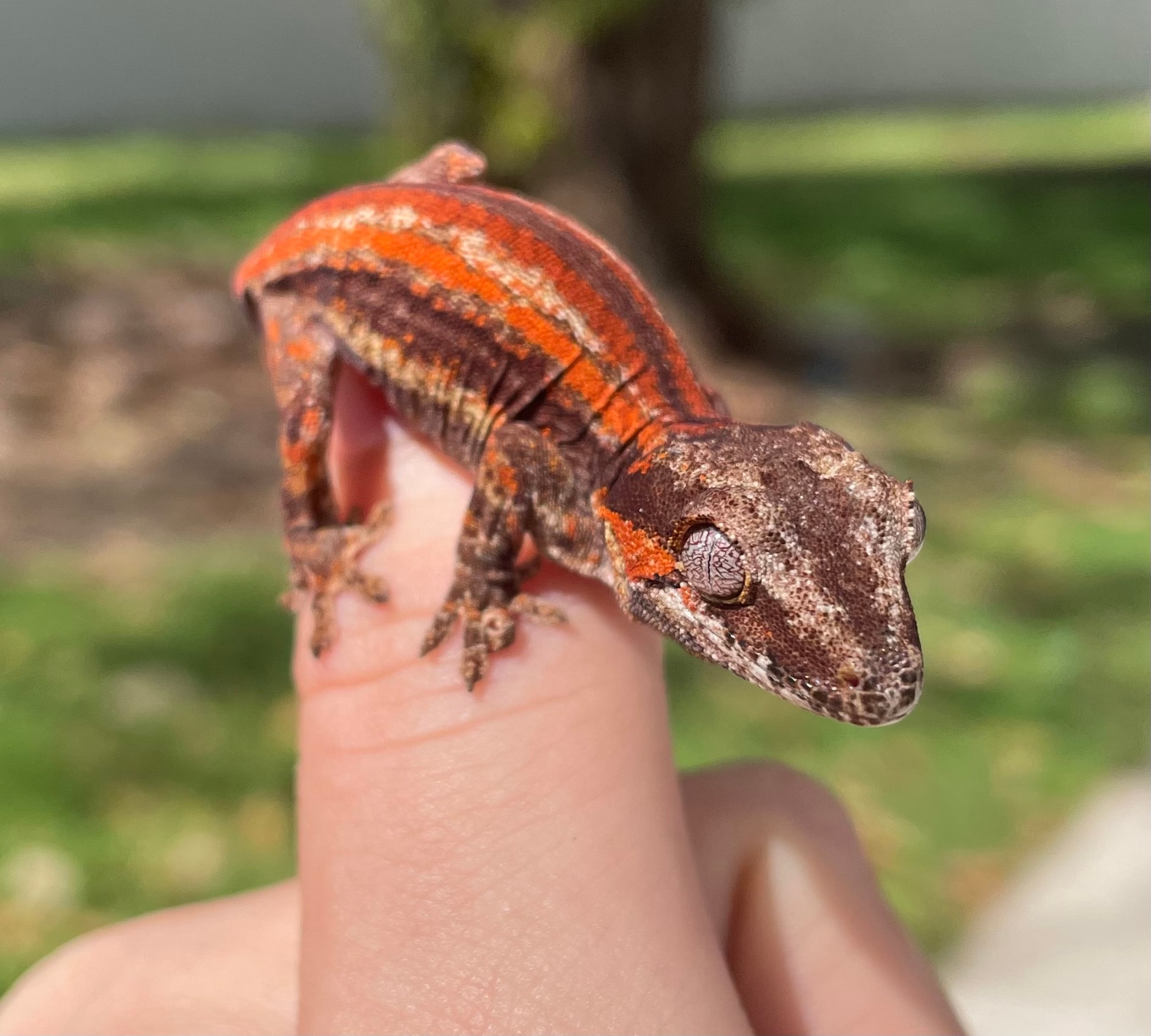 Baby Gargoyle Gecko by Snakes at Sunset - MorphMarket