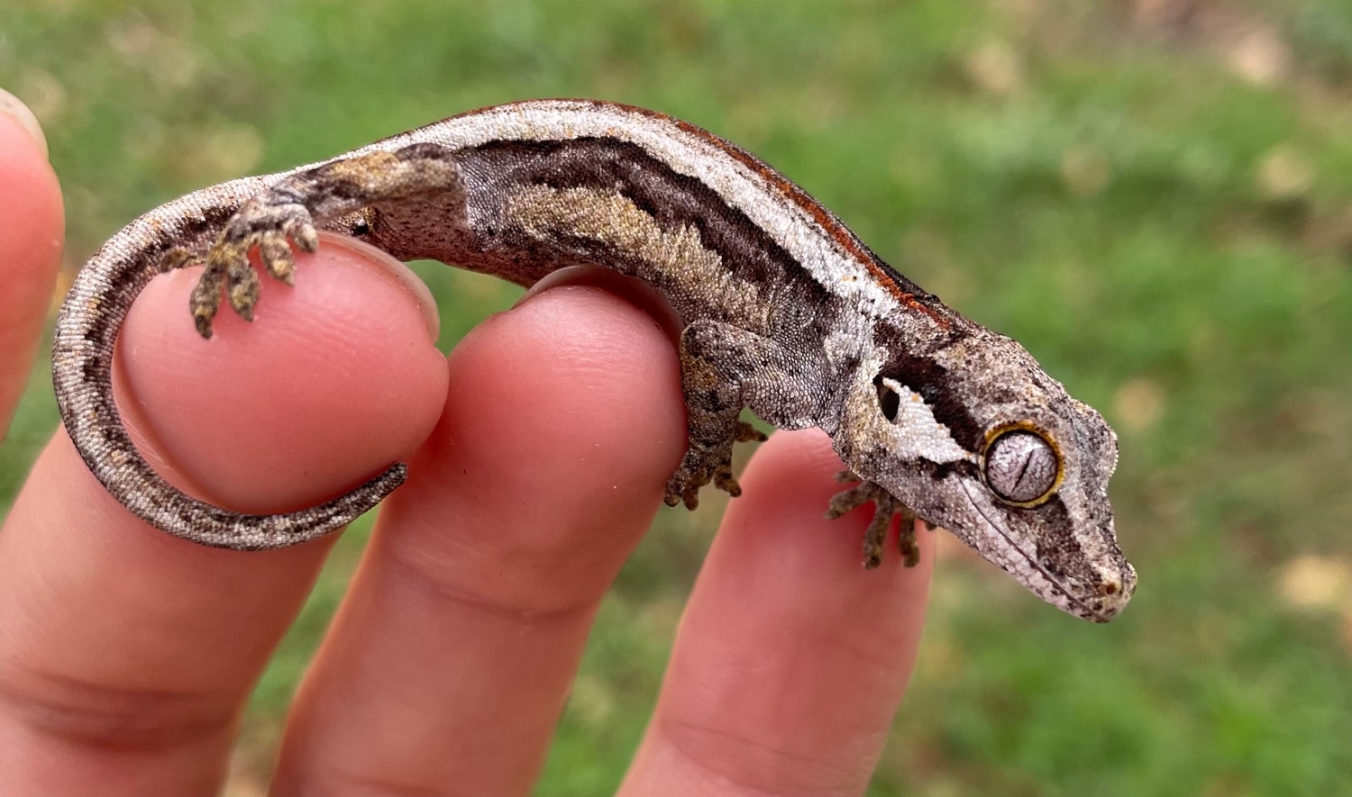Baby Gargoyle Gecko by Snakes at Sunset - MorphMarket