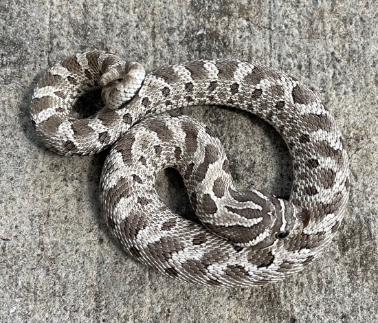Axanthic Conda Het Snow Western Hognose by Snakes at Sunset