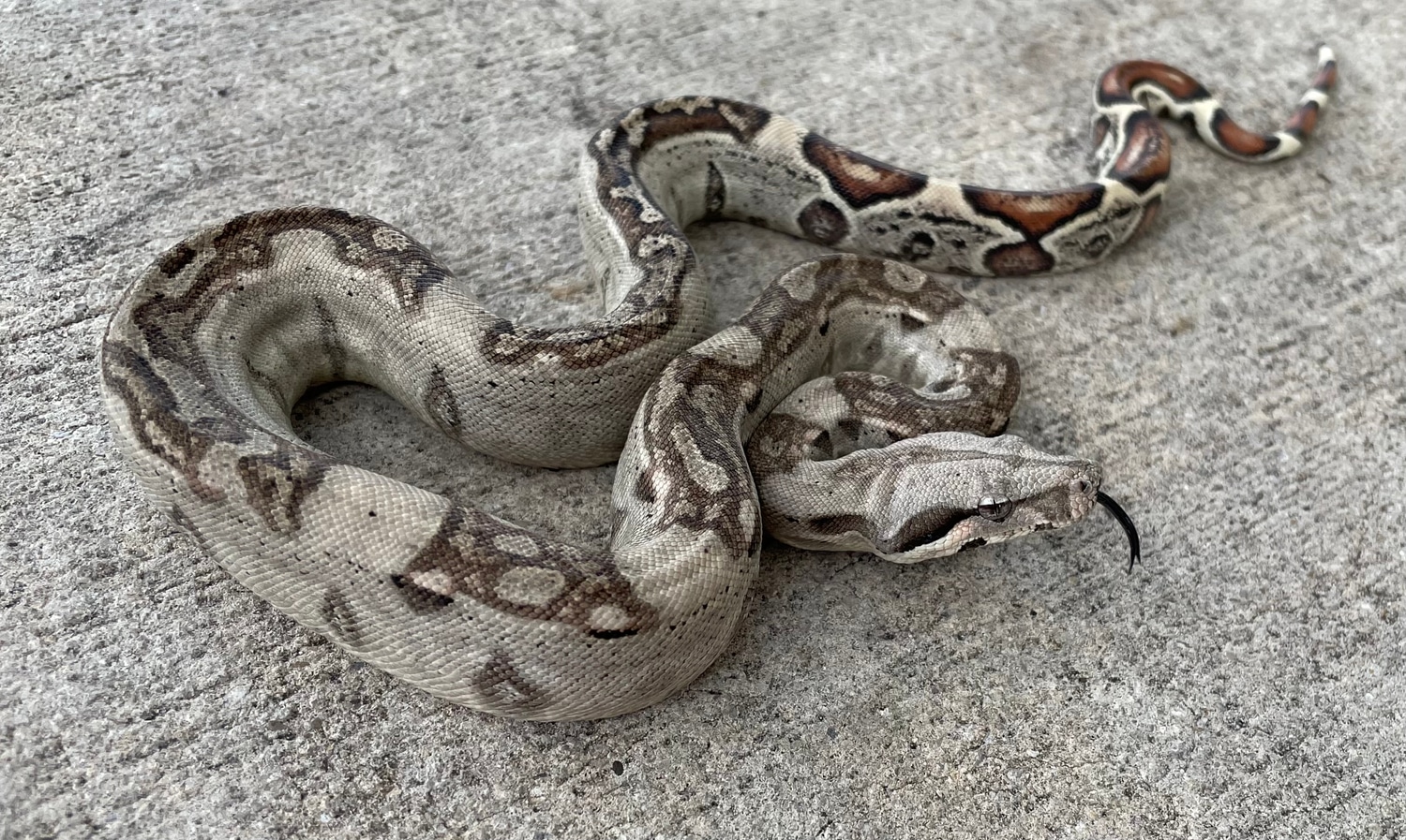 Funky Patterned Colombian Boa Boa Constrictor by Snakes at Sunset ...