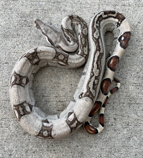 Funky Patterned Colombian Boa Boa Constrictor by Snakes at Sunset