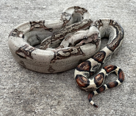 Funky Patterned Colombian Boa Boa Constrictor by Snakes at Sunset