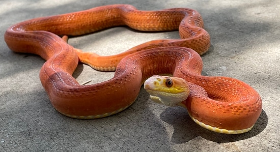 Scaleless Everglades Rat Eastern Rat Snake by Snakes at Sunset