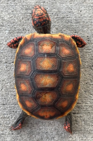Bright Red Shell / Head Redfoot ! Red-Footed Tortoise by Snakes at Sunset