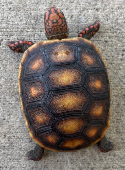 Bright Red Shell / Head Redfoot ! Red-Footed Tortoise by Snakes at Sunset