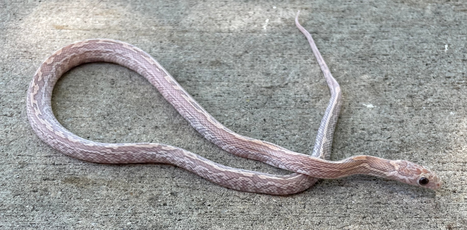Lavender Tessera Corn Snake by Snakes at Sunset - MorphMarket
