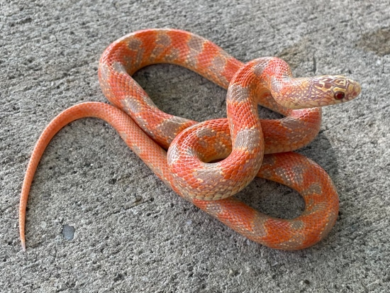 Lavender Brooks X Goini Apalachicola Kingsnake by Snakes at Sunset