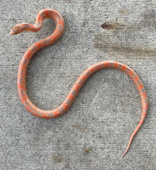 Lavender Brooks X Goini Apalachicola Kingsnake by Snakes at Sunset