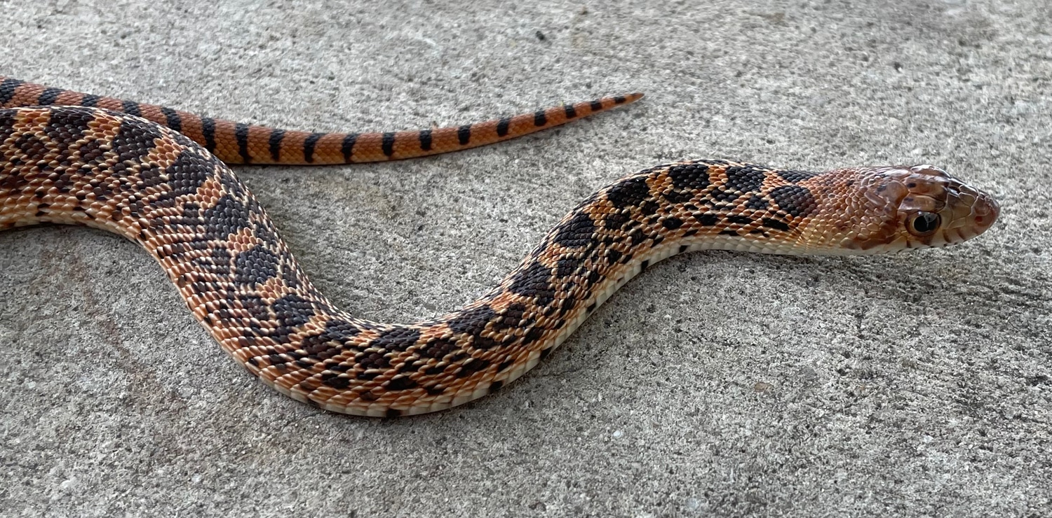 Red Het Albino Bullsnake by Snakes at Sunset - MorphMarket