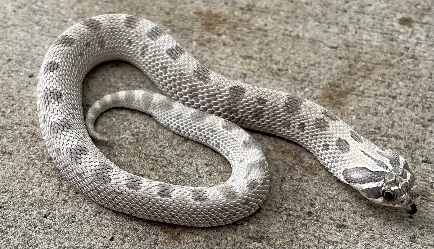 Axanthic Conda Western Hognose by Snakes at Sunset - MorphMarket